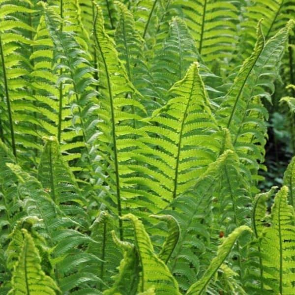 Unusual British Native Evergreen Ferns - Perfect for the climate ...
