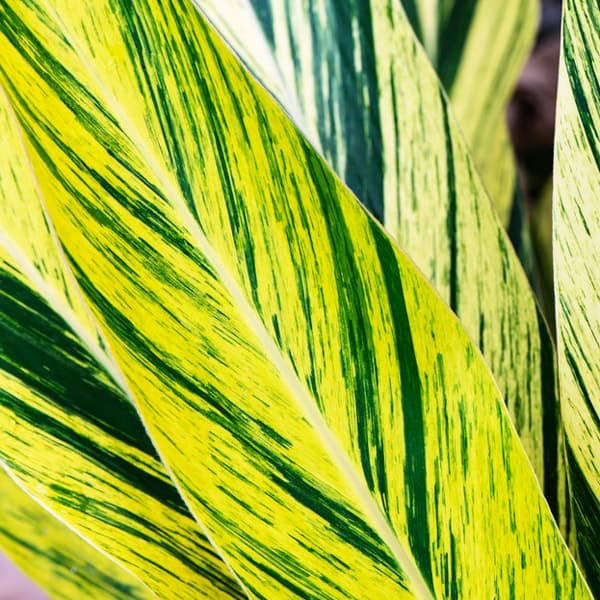 Do tropical plants need shade? (Suggestions what to grow in shady areas ...