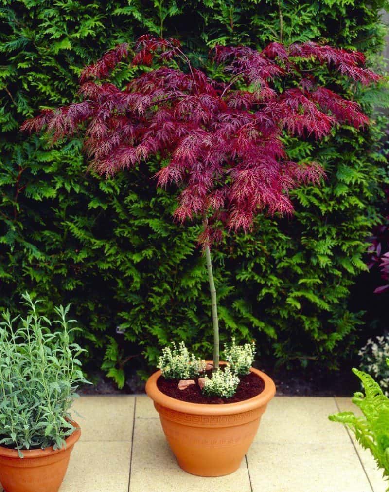 Large 80-90cm Standard Acer Japanese Maple Tree - Garnet - Garden ...
