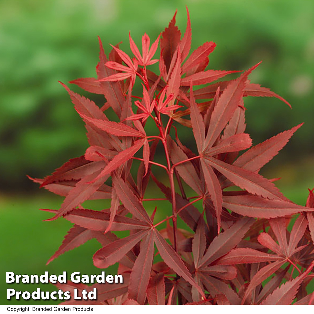 Acer palmatum shaina - Tropical Plant Guy