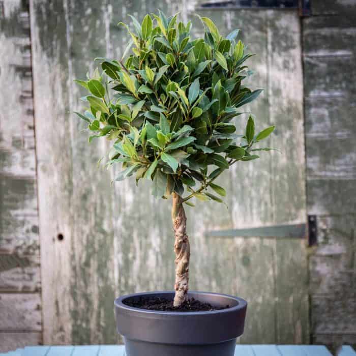 Twisted Bay Tree - Tropical Plant Guy