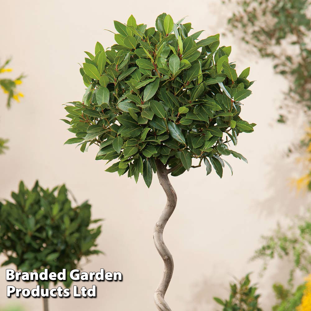 Spiral Bay Tree - Tropical Plant Guy