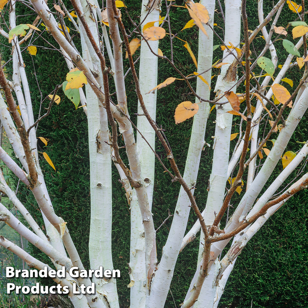 Betula Utilis Jacquemontii Multistem - Tropical Plant Guy