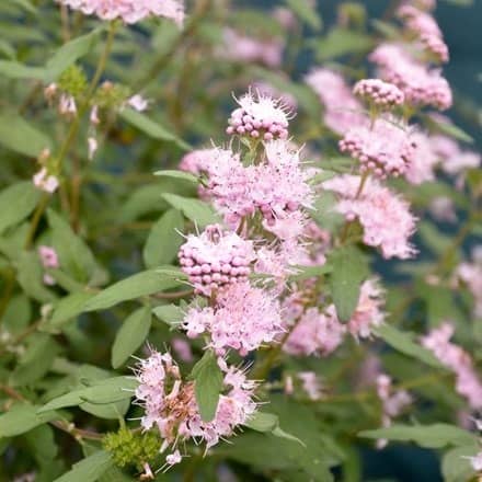 Caryopteris Stephi : Spotlight - Learn, Buy & Grow - Tropical Plant Guy