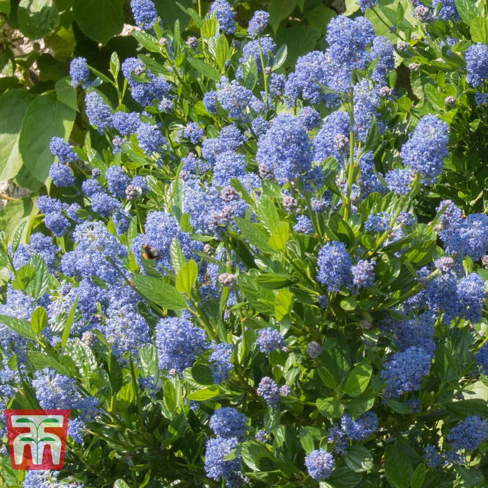 Ceanothus - California Lilac - Tropical Plant Guy