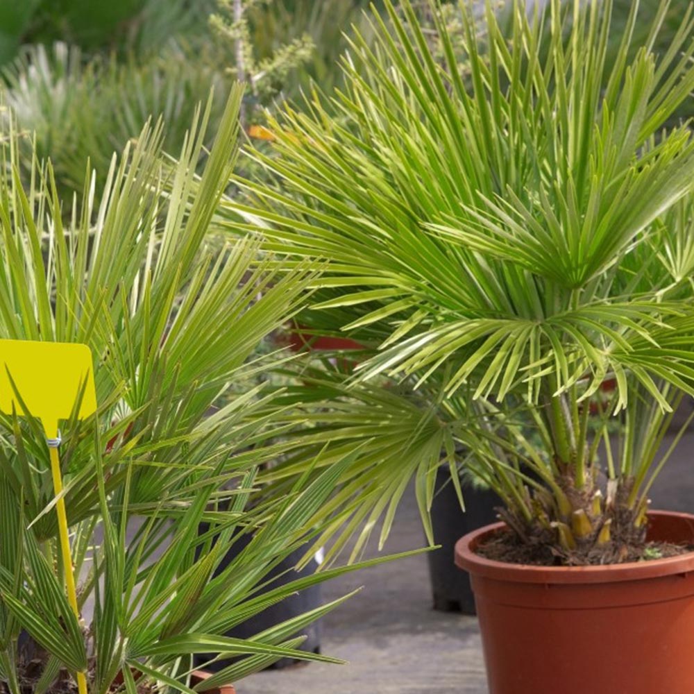 Chamaerops Humilis - Tropical Plant Guy