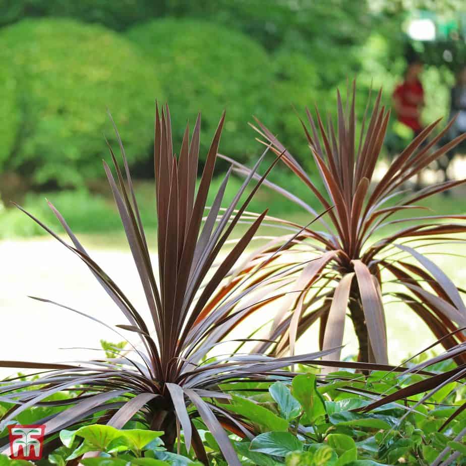 Cordyline Australis Red Star - Tropical Plant Guy