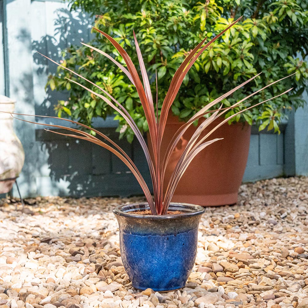 Cordyline Australis Red Star - Tropical Plant Guy