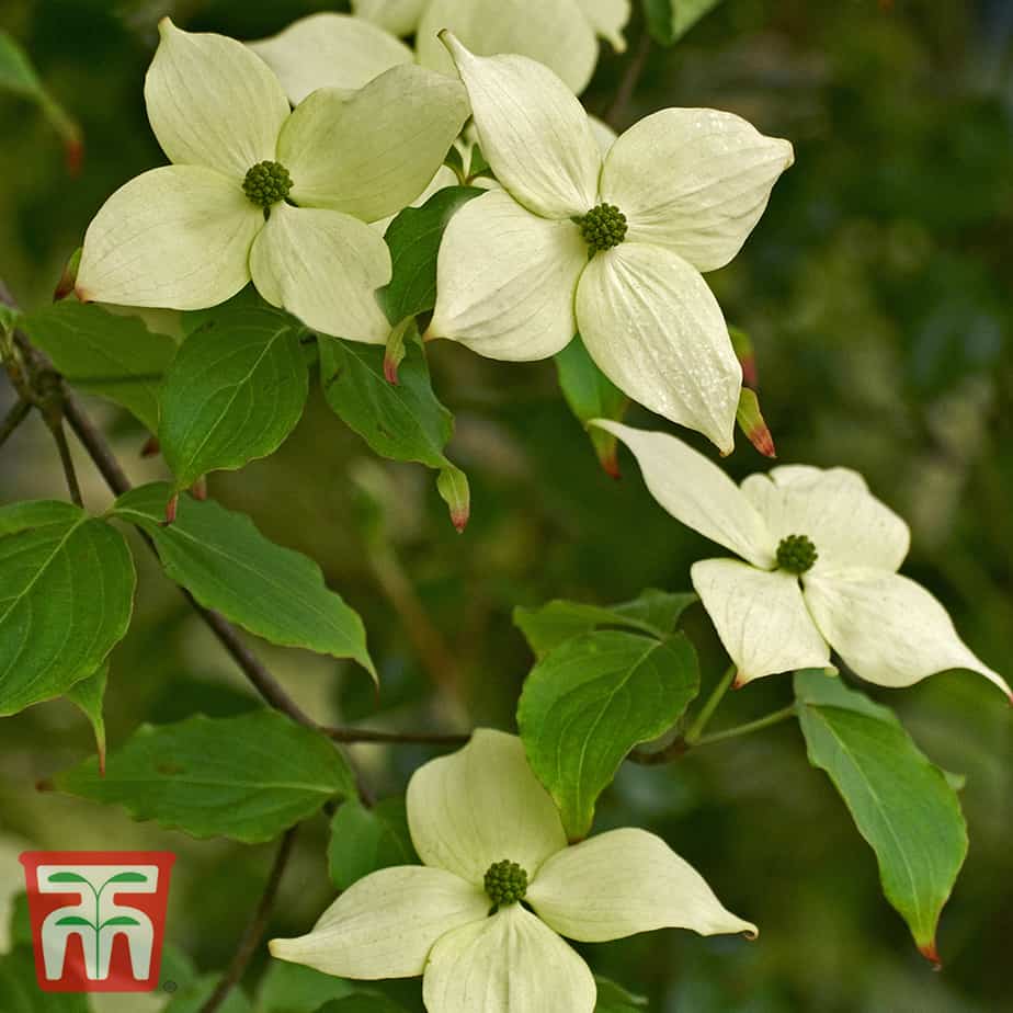 Cornus Kousa China Girl 1