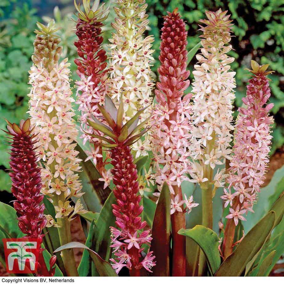 Eucomis - Tropical Plant Guy