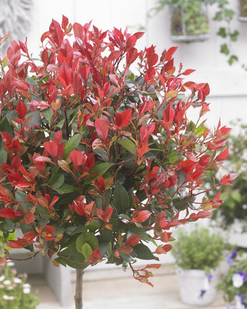Photinia Little Red Robin : Spotlight - Learn, Buy & Grow - Tropical ...
