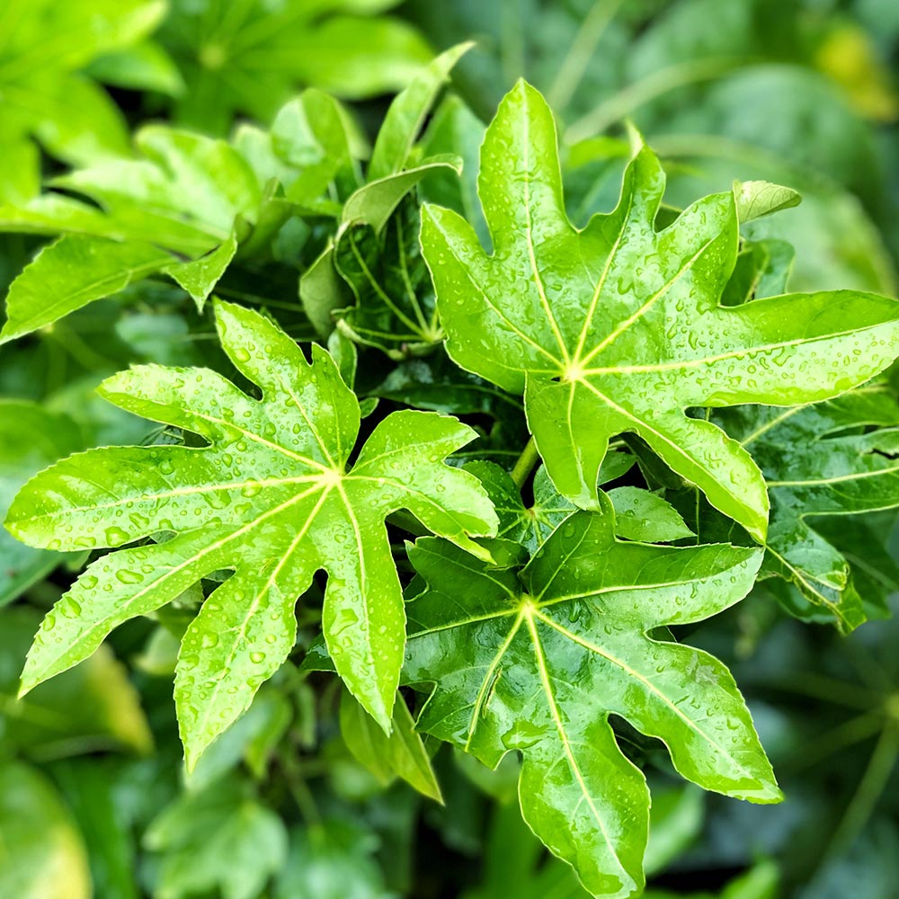 Fatsia - Tropical Plant Guy