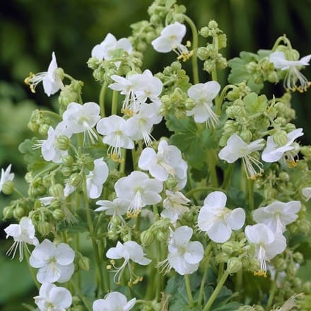 Geranium Macrorrhizum White Ness : Spotlight - Learn, Buy & Grow ...