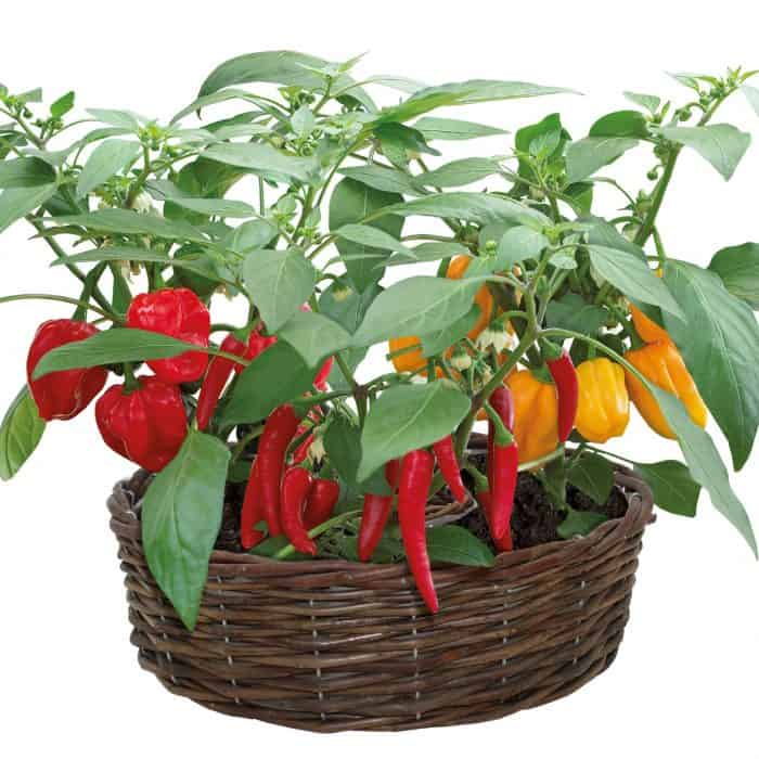 How To Grow Chilli Plants Faster - Tropical Plant Guy