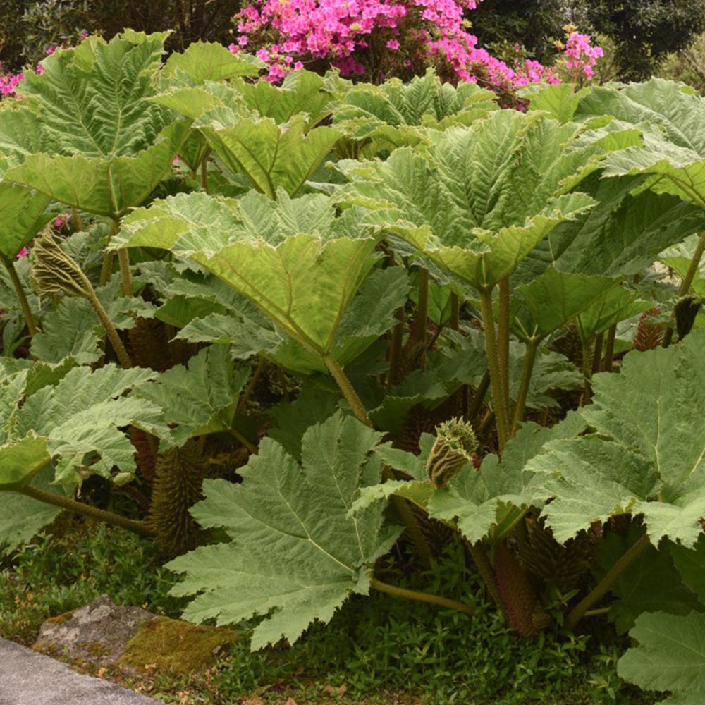 Gunnera - Tropical Plant Guy