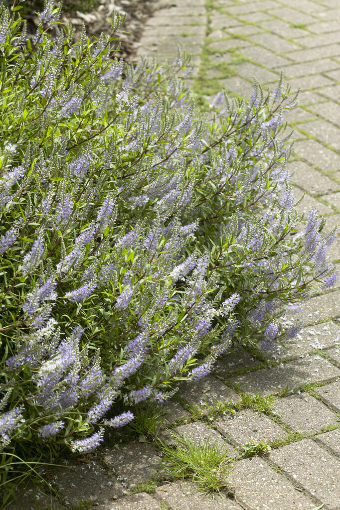 Hebe nicolas blush ('Nicola's Blush') - Learn, Buy, Grow - Spotlight ...