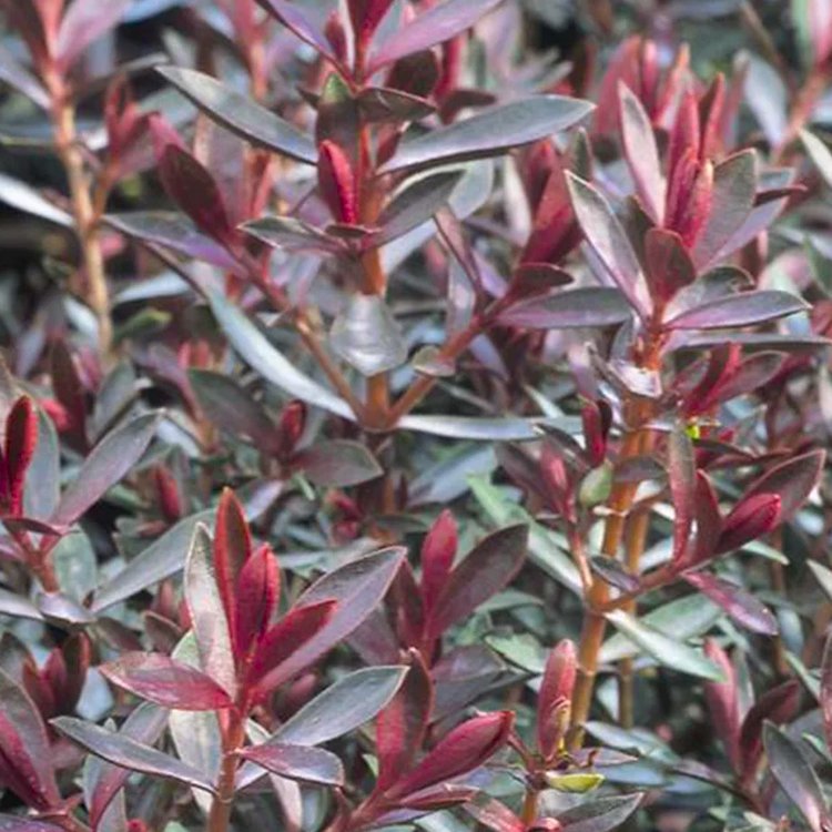 Hebe nicolas blush ('Nicola's Blush') - Learn, Buy, Grow - Spotlight ...
