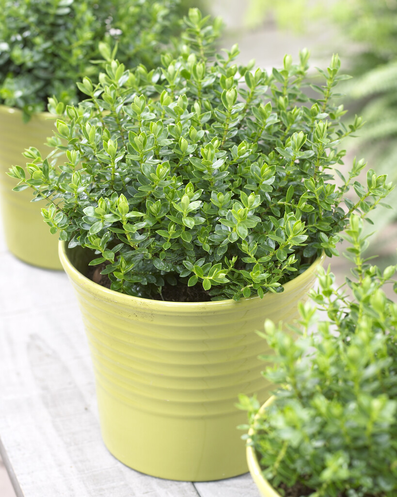 Hebe nicolas blush ('Nicola's Blush') - Learn, Buy, Grow - Spotlight ...