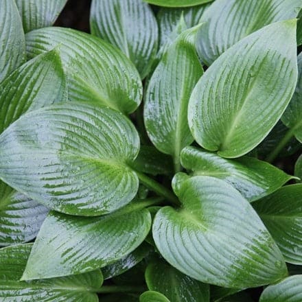 Hosta Devon Green - Tropical Plant Guy