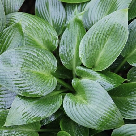 Hosta Devon Green - Tropical Plant Guy