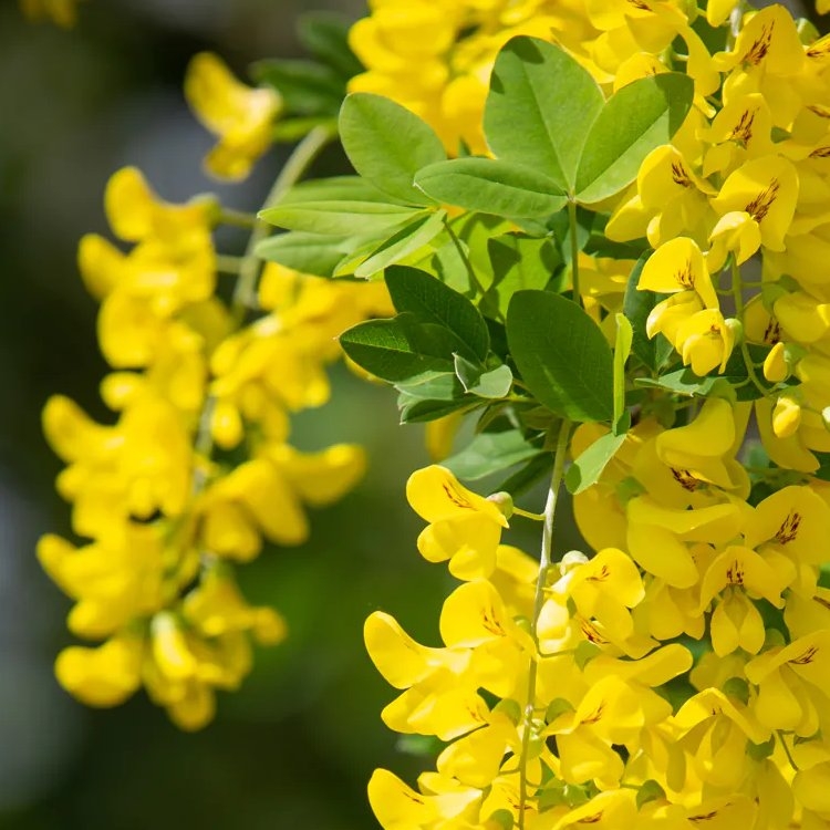 Laburnum Tree : Spotlight - Learn, Buy & Grow - Tropical Plant Guy