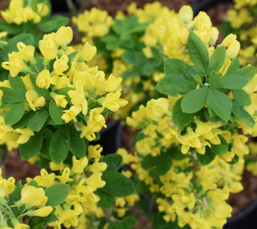 Laburnum Tree : Spotlight - Learn, Buy & Grow - Tropical Plant Guy