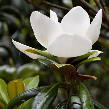 Magnolia Grandiflora - Tropical Plant Guy