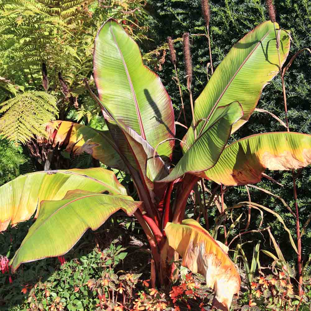 Musa Basjoo - Japanese Root Hardy Banana - Tropical Plant Guy