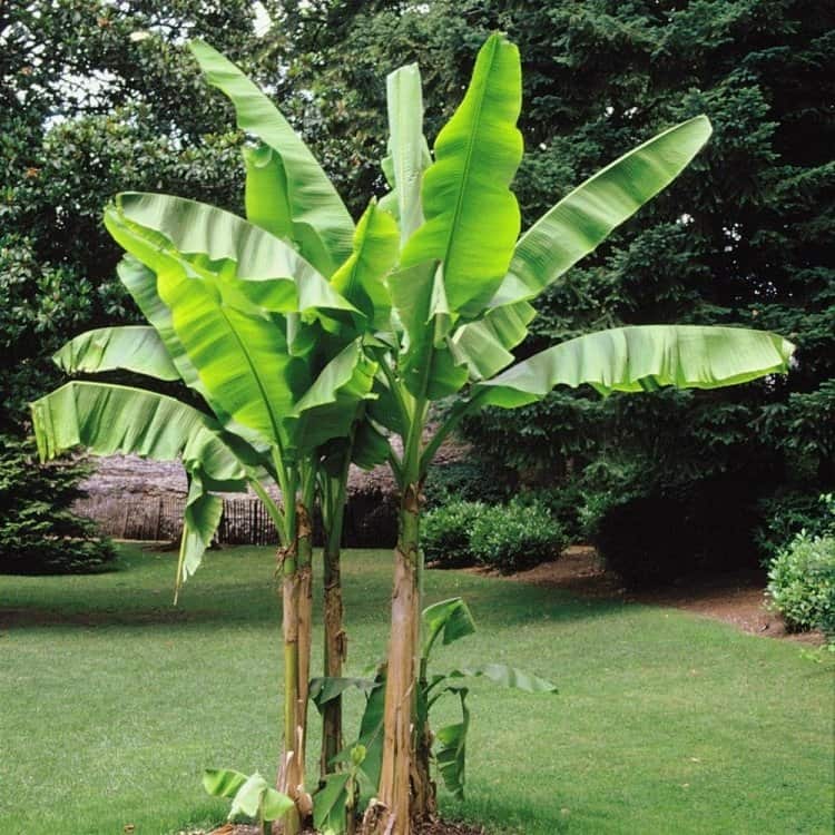 Musa Basjoo - Japanese Root Hardy Banana - Tropical Plant Guy
