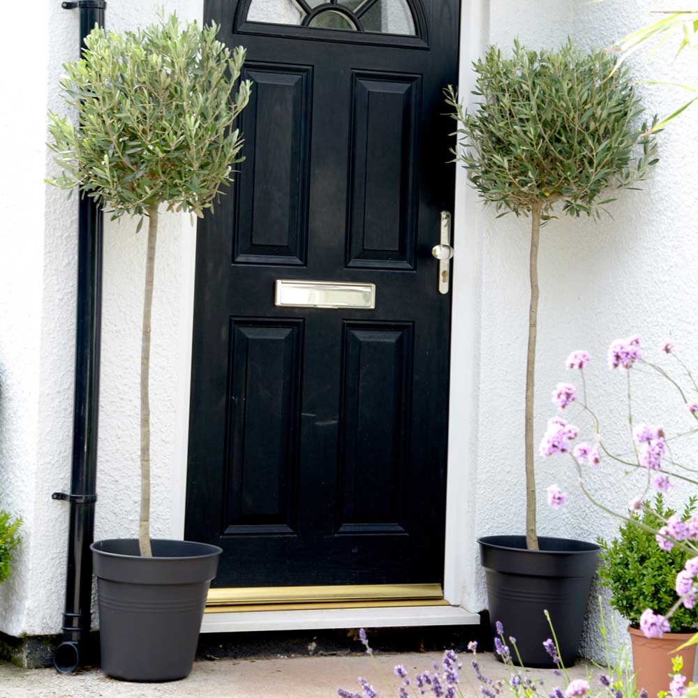 Olive trees for sale UK - Find cheap olive trees to buy online