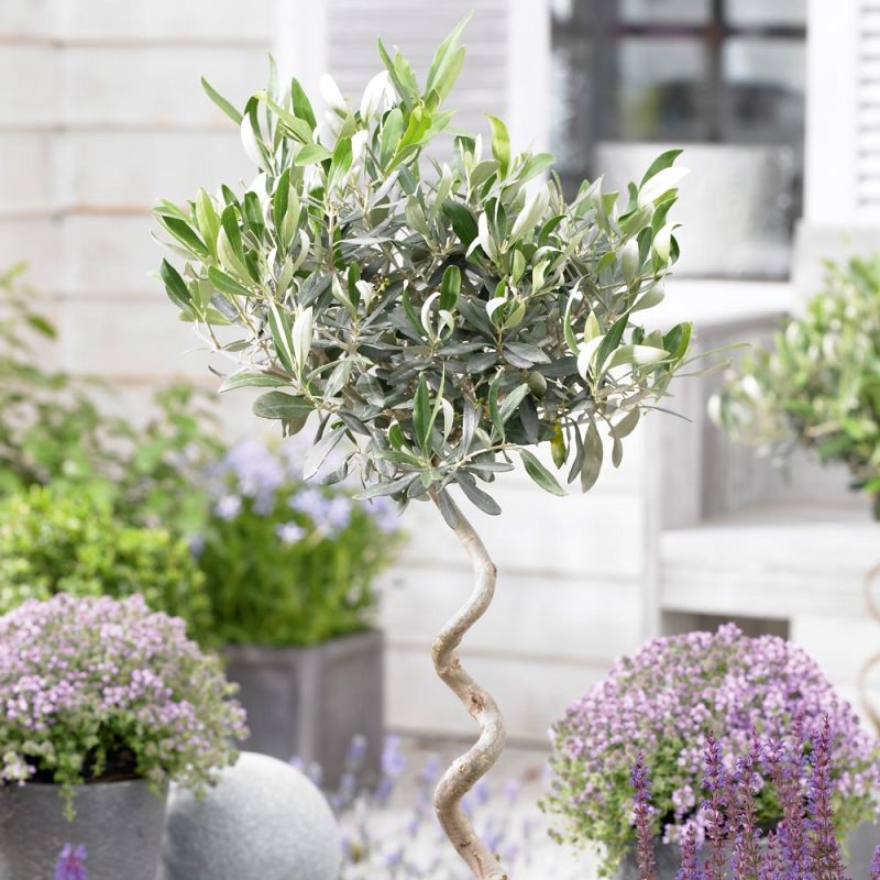 Olive trees for sale UK - Find cheap olive trees to buy online