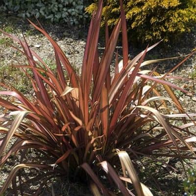 The Ultimate Guide to Caring for Your Phormium Plants - Tropical Plant Guy