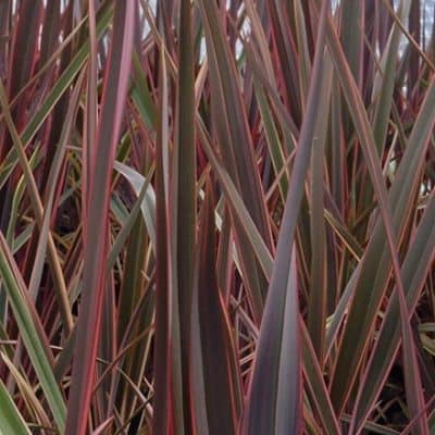 The Ultimate Guide to Caring for Your Phormium Plants - Tropical Plant Guy