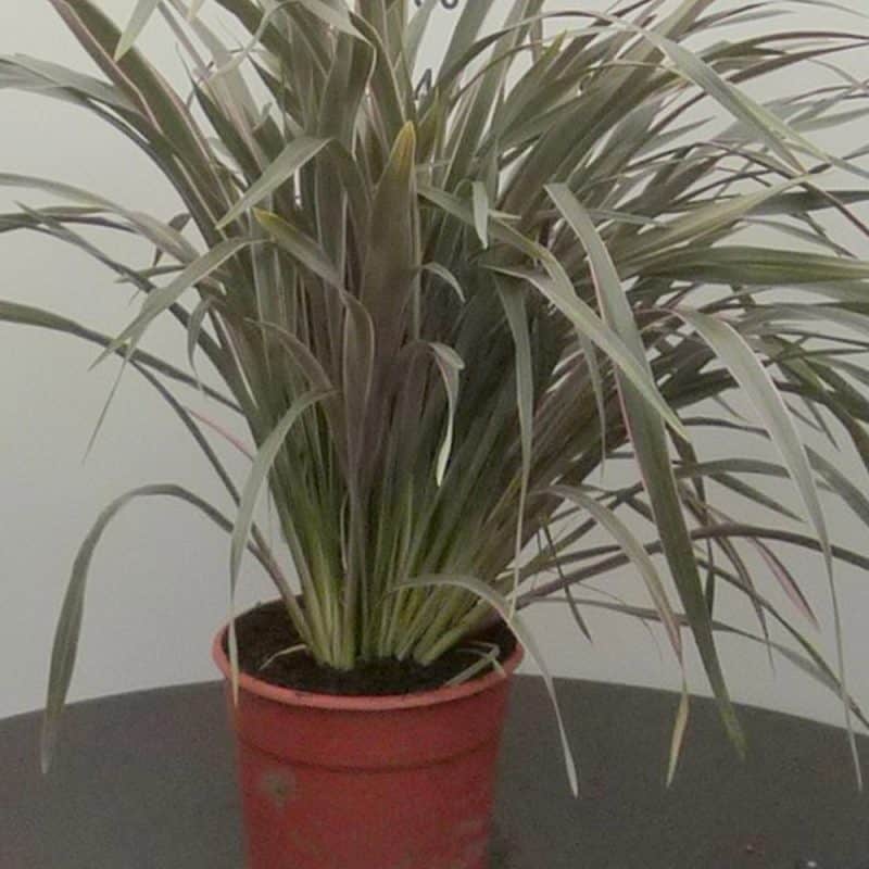 The Ultimate Guide to Caring for Your Phormium Plants - Tropical Plant Guy