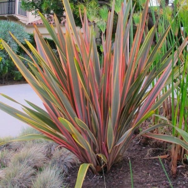 The Ultimate Guide to Caring for Your Phormium Plants - Tropical Plant Guy