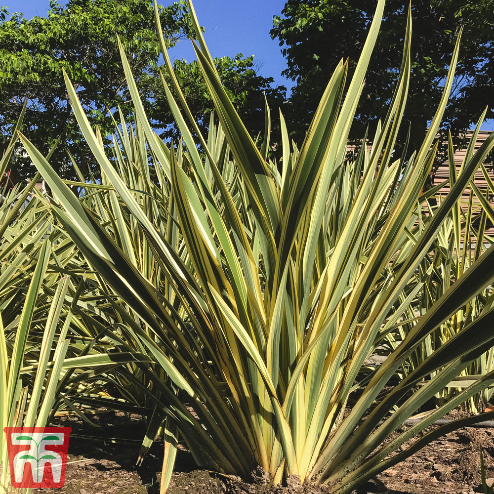 Phormium Yellow Wave - Tropical Plant Guy