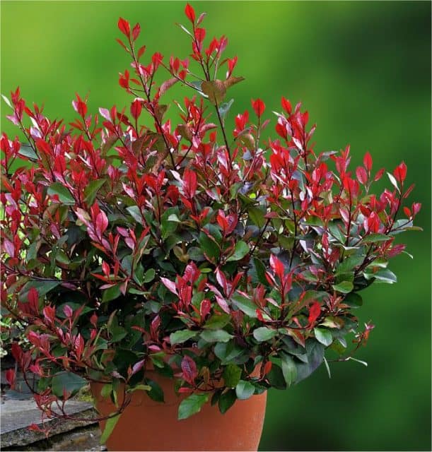 Photinia Little Red Robin : Spotlight - Learn, Buy & Grow - Tropical ...
