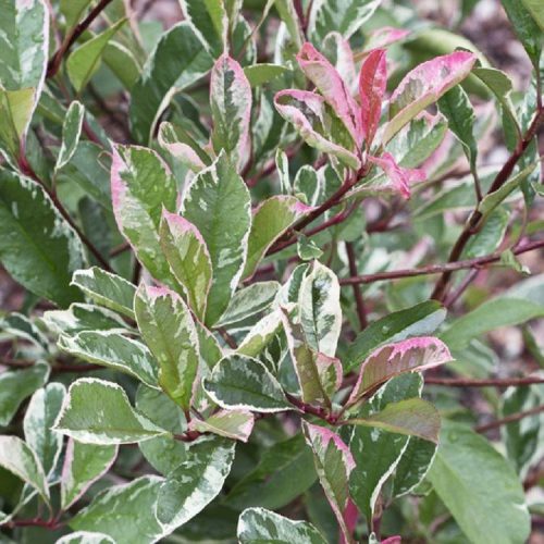 How Fast Does Photinia Pink Marble Grow? - Tropical Plant Guy