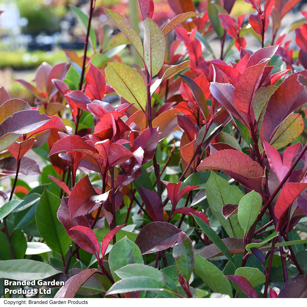 Photinia Little Red Robin : Spotlight - Learn, Buy & Grow - Tropical ...