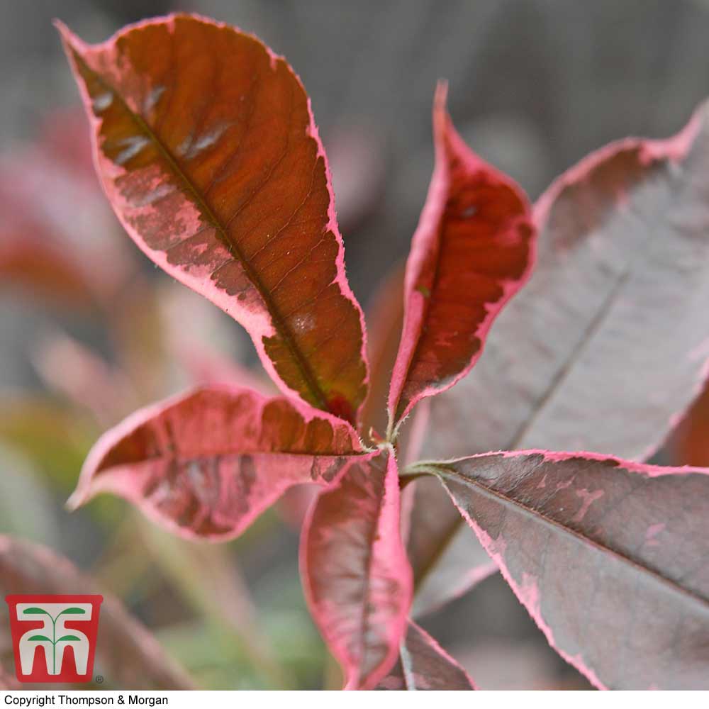 How Fast Does Photinia Pink Marble Grow? - Tropical Plant Guy
