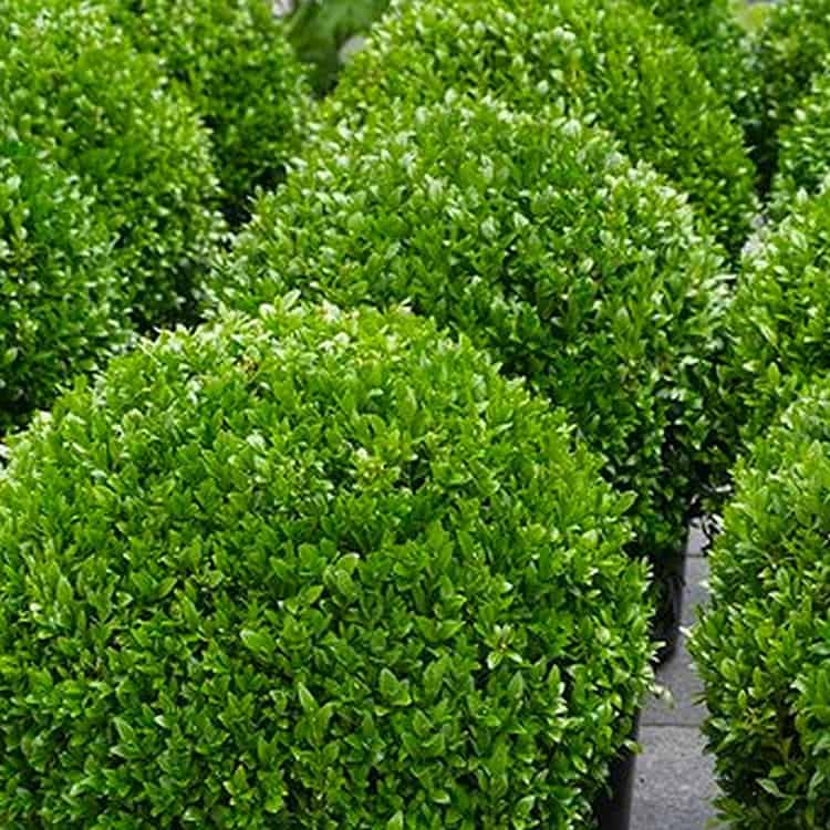 Buxus & Topiary - Tropical Plant Guy