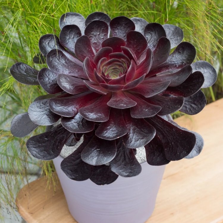 Drought Tolerant Plants - Buy Drought Tolerant Plants