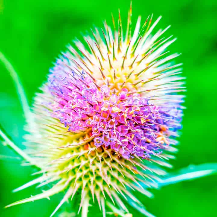 When To Plant Teasel Plugs In The UK - Tropical Plant Guy