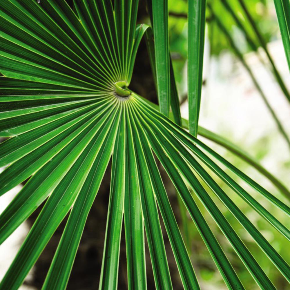 Trachycarpus fortunei (Chusan palm – Windmill palm) - Tropical Plant Guy