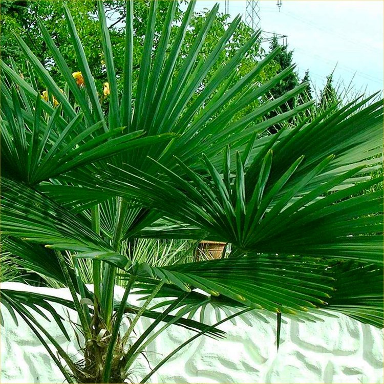 Trachycarpus fortunei (Chusan palm – Windmill palm) - Tropical Plant Guy