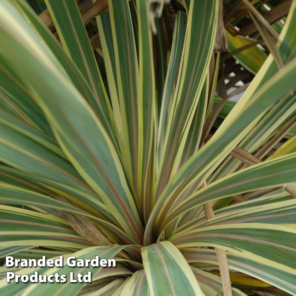 Yucca Filamentosa - Tropical Plant Guy