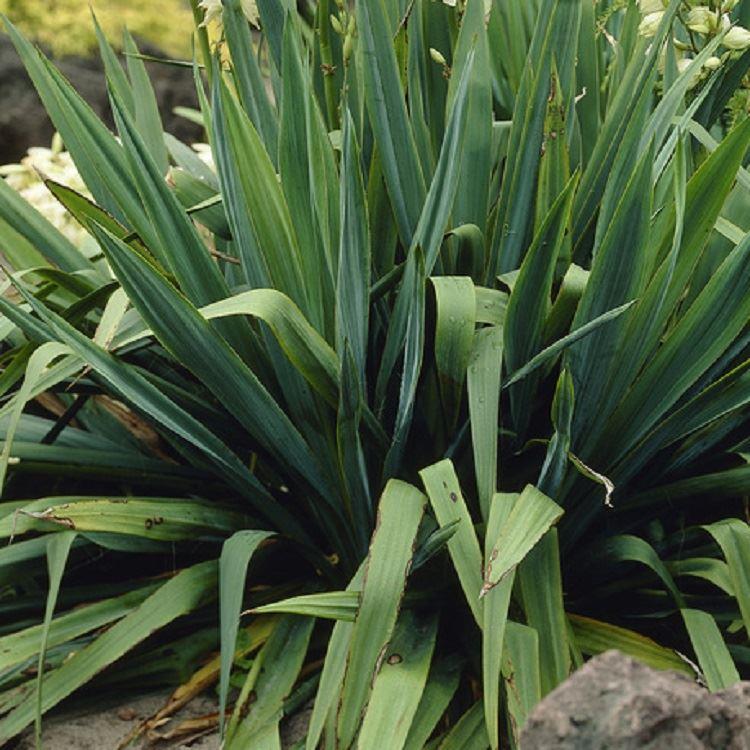 Yucca Filamentosa - Tropical Plant Guy