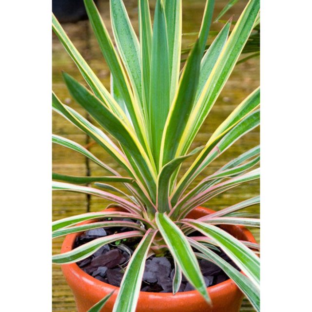 Yucca Gloriosa - Tropical Plant Guy