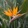 Differences Between Endemic And Exotic Plants? - Tropical Plant Guy
