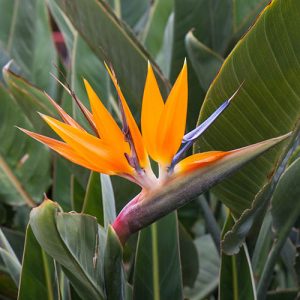 Differences Between Endemic And Exotic Plants? - Tropical Plant Guy
